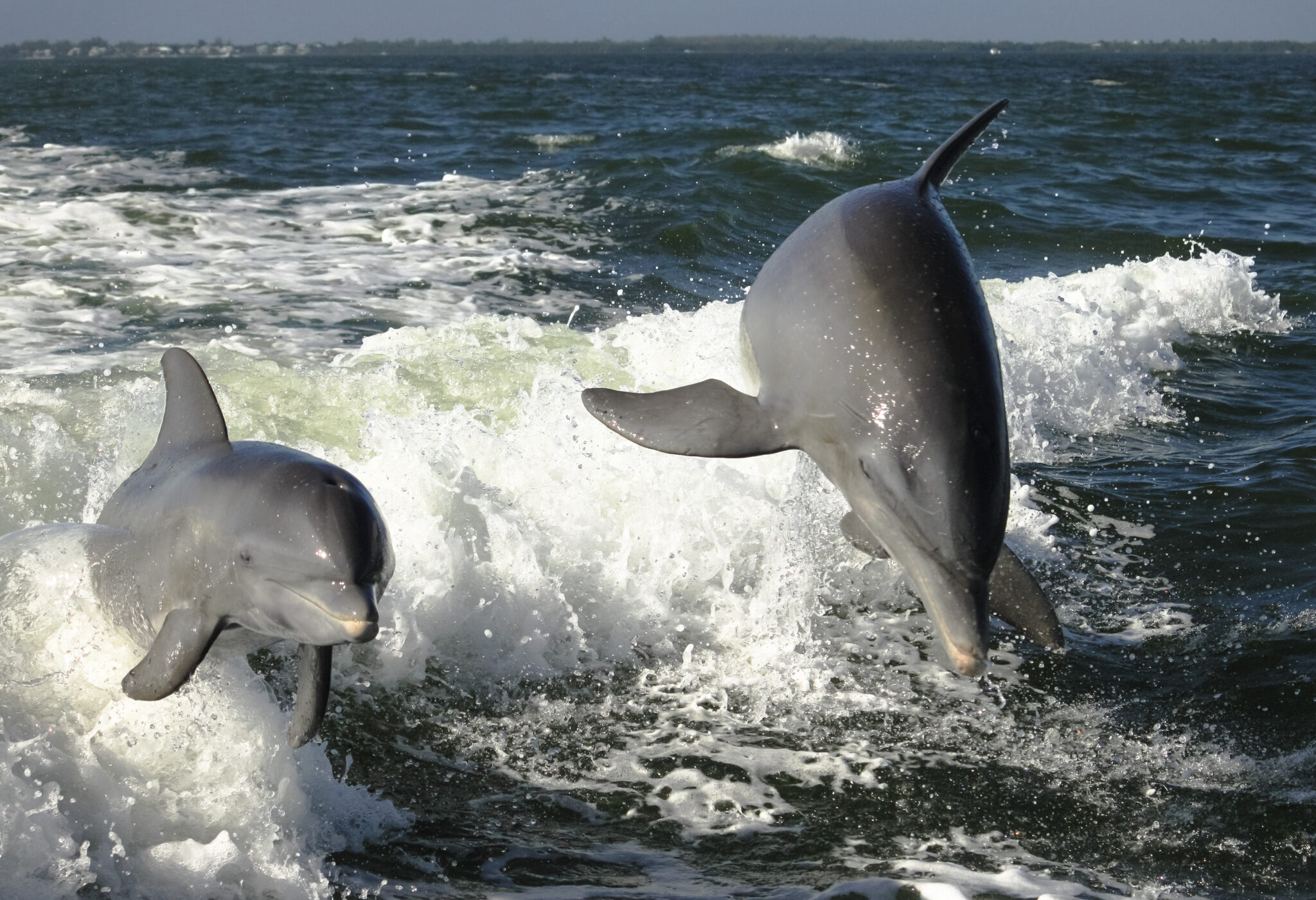 Sunset Dinner/Dolphin Cruise – July 19th | Skidaway Island Boating Club