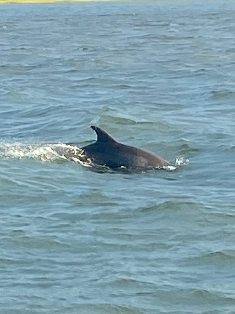 Pontoon Boat Sunset Dolphin/Dinner Cruise | Skidaway Island Boating Club